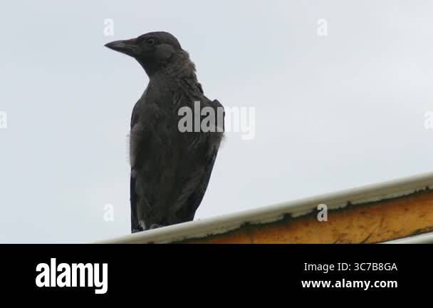 Portrait cute european jackdaw Stock Videos & Footage - HD and 4K Video ...