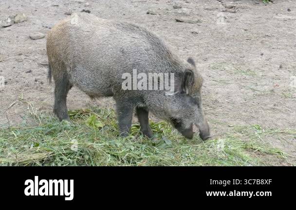 The wild boar is eating (Sus scrofa Stock Video Footage - Alamy