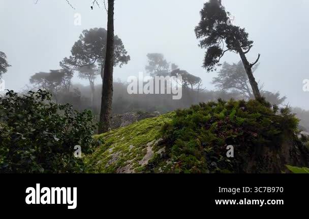 Haunting fog-covered forest, eerie nature, crime mystery scene Stock ...