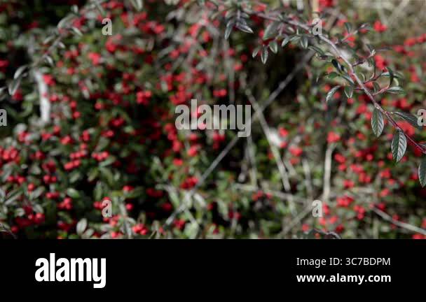 Camera approaching a bush with red berries Stock Video Footage - Alamy