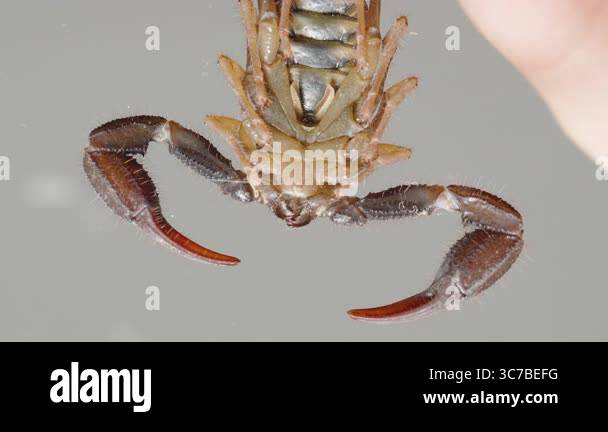 Macro close-up of a scorpion's curved stinger held by a person's ...