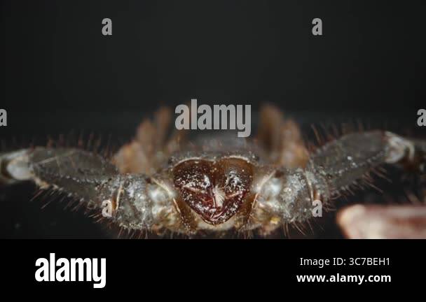 Macro close-up front view of a scorpion, highlighting its powerful ...