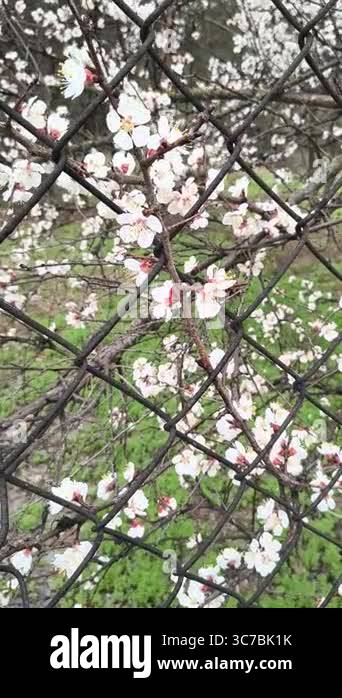 flowers and metal grating. white flowers in a cage. iron bars and ...