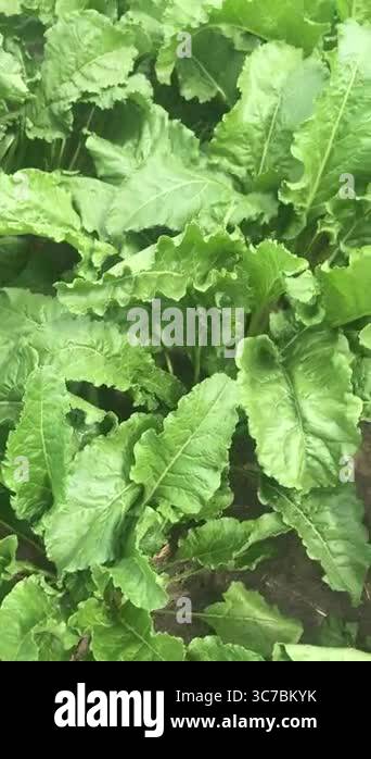 Sugar beet in the fields. By the second half of summer under a beautiful sky, the plants had ...