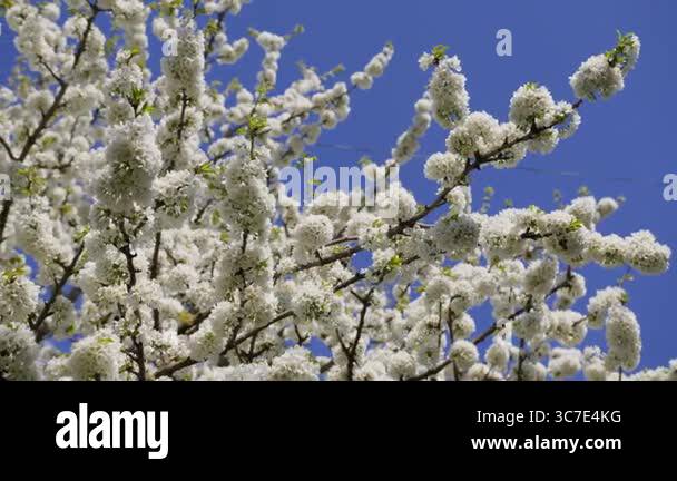 Stone berries Stock Videos & Footage - HD and 4K Video Clips - Alamy