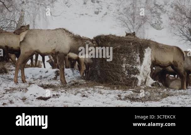Maral eats hay in a national park with snow-capped mountains in the ...
