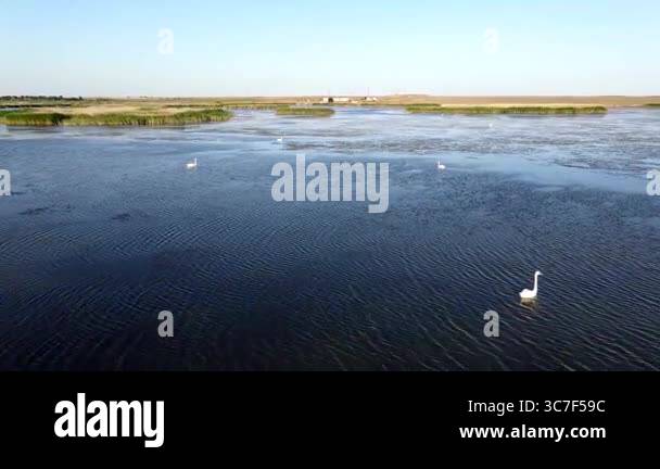 Fly Over Scenery Of Fly Over Scenery Of Lake with white swans, floating ...