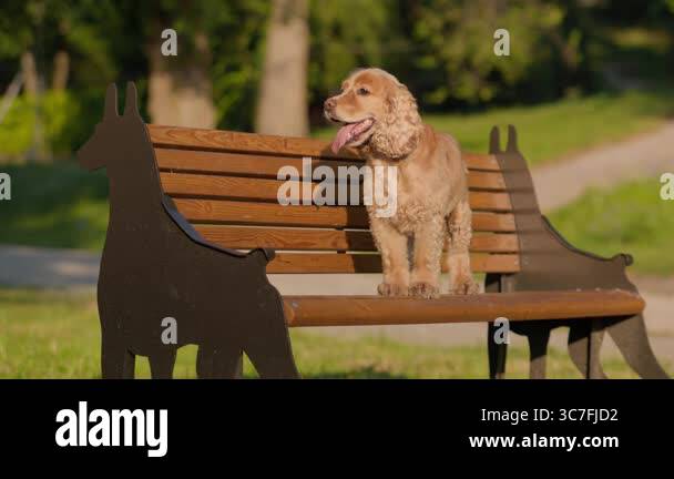 English Cocker Spaniel Dog Sits on Bench in Park. Close Up of Cute Dog ...
