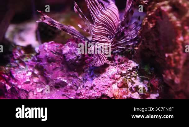 Lionfish displays bold light and maroon stripes fins extended. Vibrant ...
