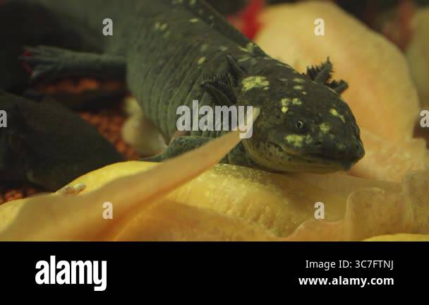 Discover the enchanting axolotl in the Oceanarium's aquatic world Stock ...
