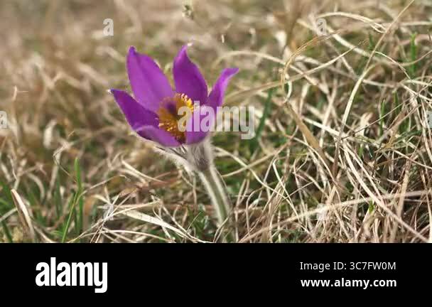 Violet flower of Large Pulsatilla moving slowly in breeze wind in ...