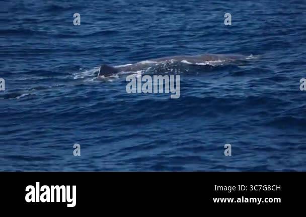 A Physeter macrocephalus spermwhale in mediterranean sea Stock Video ...