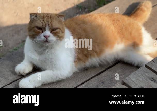 Scottish Fold cat lying on wooden steps outdoors. Soft fur, round face ...