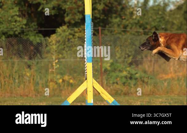 Malinois agility Stock Videos & Footage - HD and 4K Video Clips - Alamy
