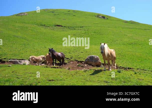 Four horses peacefully graze on a lush green hillside pasture under a ...