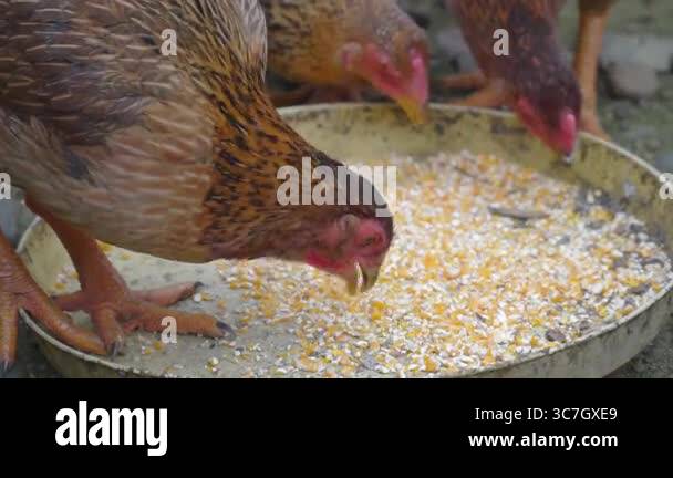 Slow-motion close-up of chickens eating corn kernels Stock Video ...