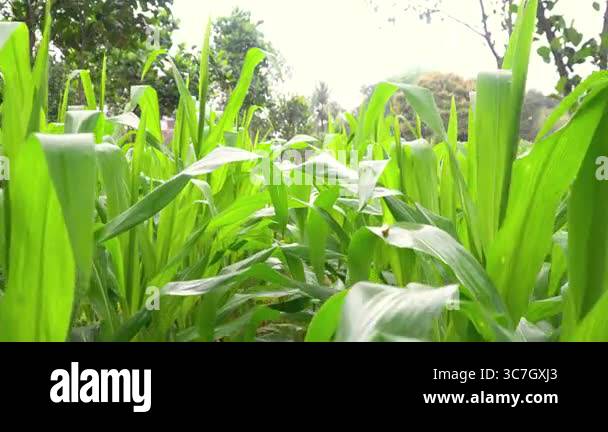 Maize life cycle Stock Videos & Footage - HD and 4K Video Clips - Alamy