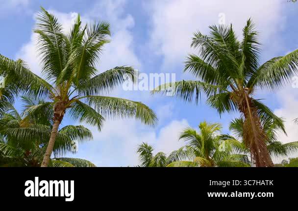 Green palm tree waving in the wind with blue sky Stock Video Footage ...