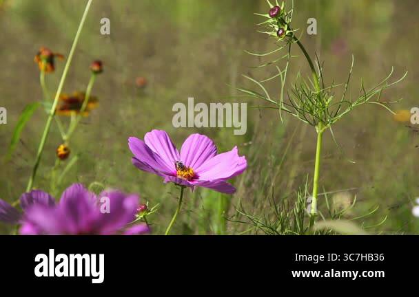 Wildflower meadow, high definition video Stock Video Footage - Alamy