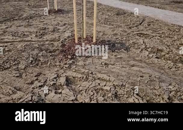 Planting trees in an alley along a ditch by the road. Trees in a row ...