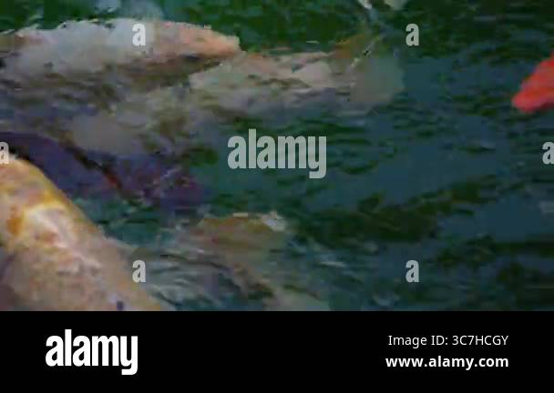 Colorful koi fish swimming in a black pond. Beautiful, incredible fish ...