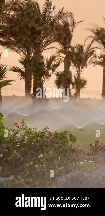 Grass irrigation. Lawn irrigation system. lawn sprinkler. irrigation ...