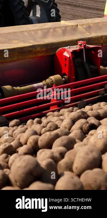 Close-up, process of mechanized machine potato planting. large tractor ...