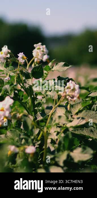 Potato growing on plantations. Rows of green, flowering potato bushes ...
