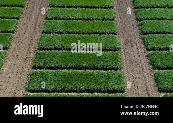 Field of Ukraine, cultivation of crops, young sprouts , food, Aerial ...