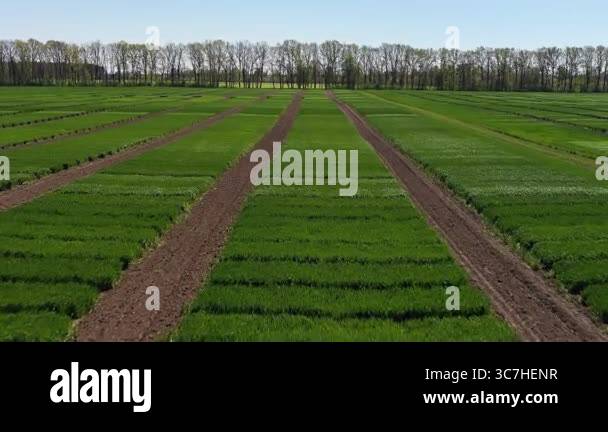 Field of Ukraine, cultivation of crops, young sprouts , food, Aerial ...