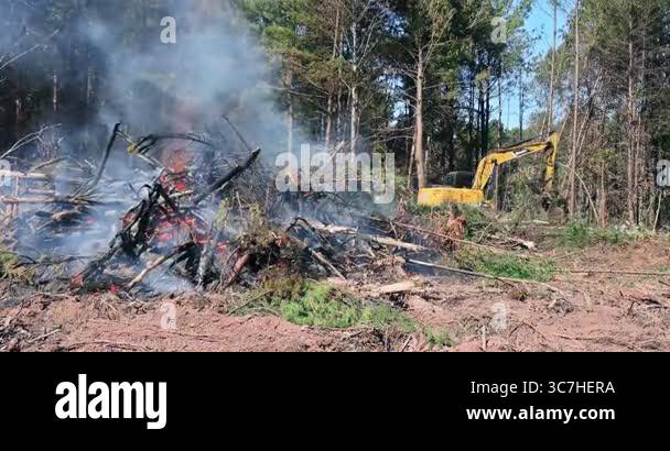 Heavy machinery is clearing forest while flames burn timber log trees ...