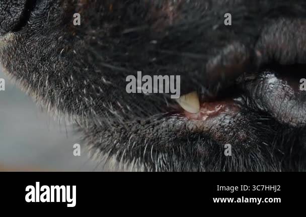 Close-up of a snarling dog with exposed sharp fangs, lips curled back ...