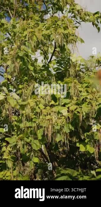 Catalpa tree with long seed pods and leaves in sunlight in summer Stock ...
