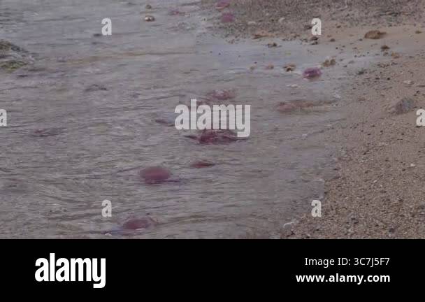 A large number of poisonous jellyfish washed ashore, lying on the wet ...