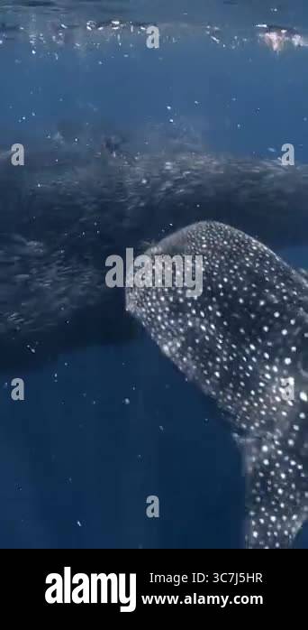 whale sharks are feasting on food on the surface of the sea Stock Video ...