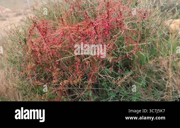 Cuscuta epithymum Parasitic Vine on Shrub with Twisting Red Stems and ...