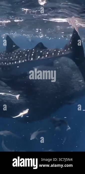 whale sharks are feasting on food on the surface of the sea Stock Video ...