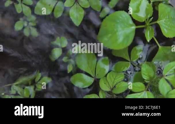 Fresh Aquatic Plants Beneath Clear Flowing Water. Underwater Flora in a ...