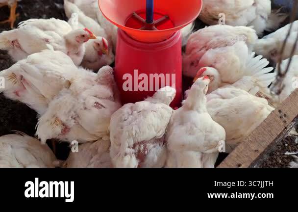 Numerous chickens gather around a bright red water trough in a farmyard ...