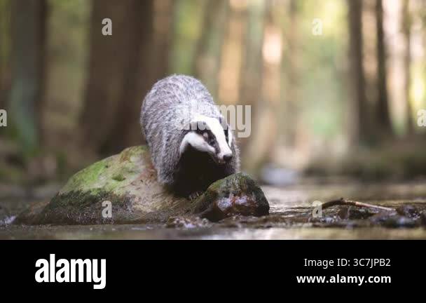 Badger in black white Stock Videos & Footage - HD and 4K Video Clips ...