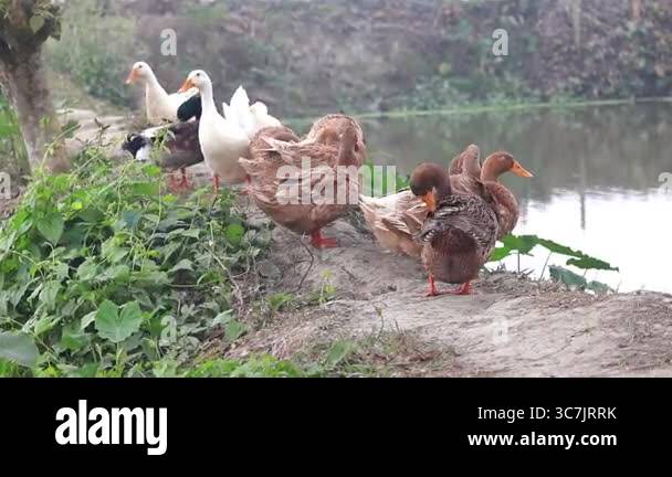A group of native Bangladeshi ducks stand near the pond bank ...