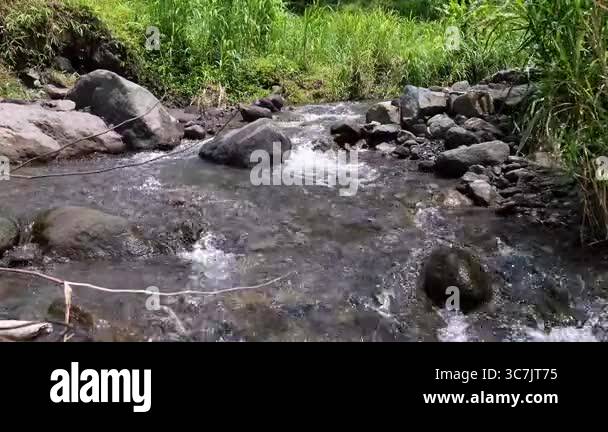 Footage of water flowing upstream with rocks and surrounded by green ...