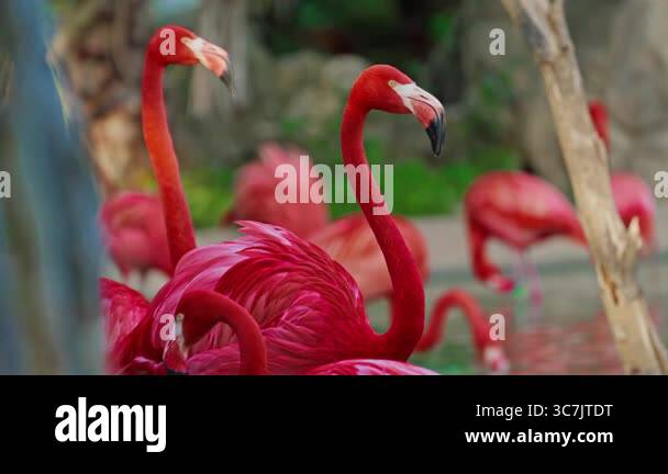 Close up of a bright colorful red American flamingo. This close up ...