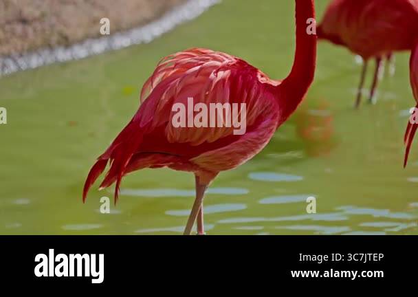Close up of a bright colorful red American flamingo. This close up ...