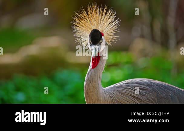Exotic bird black crowned crane closeup Stock Video Footage - Alamy