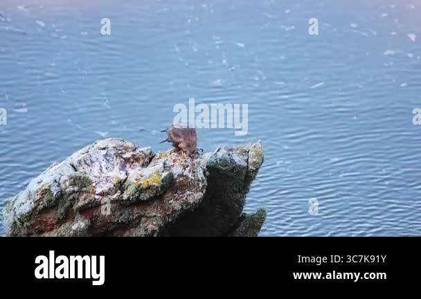 Kite hunting fish Stock Videos & Footage - HD and 4K Video Clips - Alamy