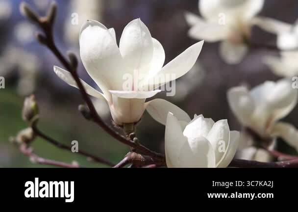 White magnolia flowers. Blooming tree in the park. Blooming white ...