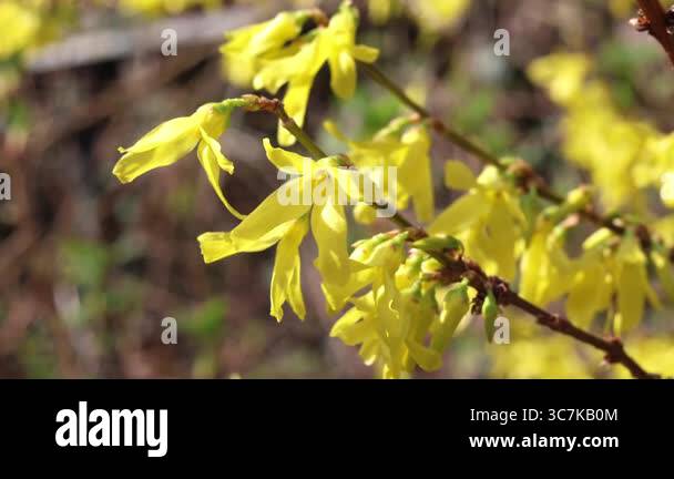 Spring beautiful flowering shrubs. Forsythia golden bell spring ...
