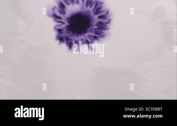 Ink splatter. Grunge fluid explosion. Violet pigment spill on white wet ...