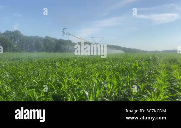 Agriculture.Irrigation system for green corn field.Watering summer ...
